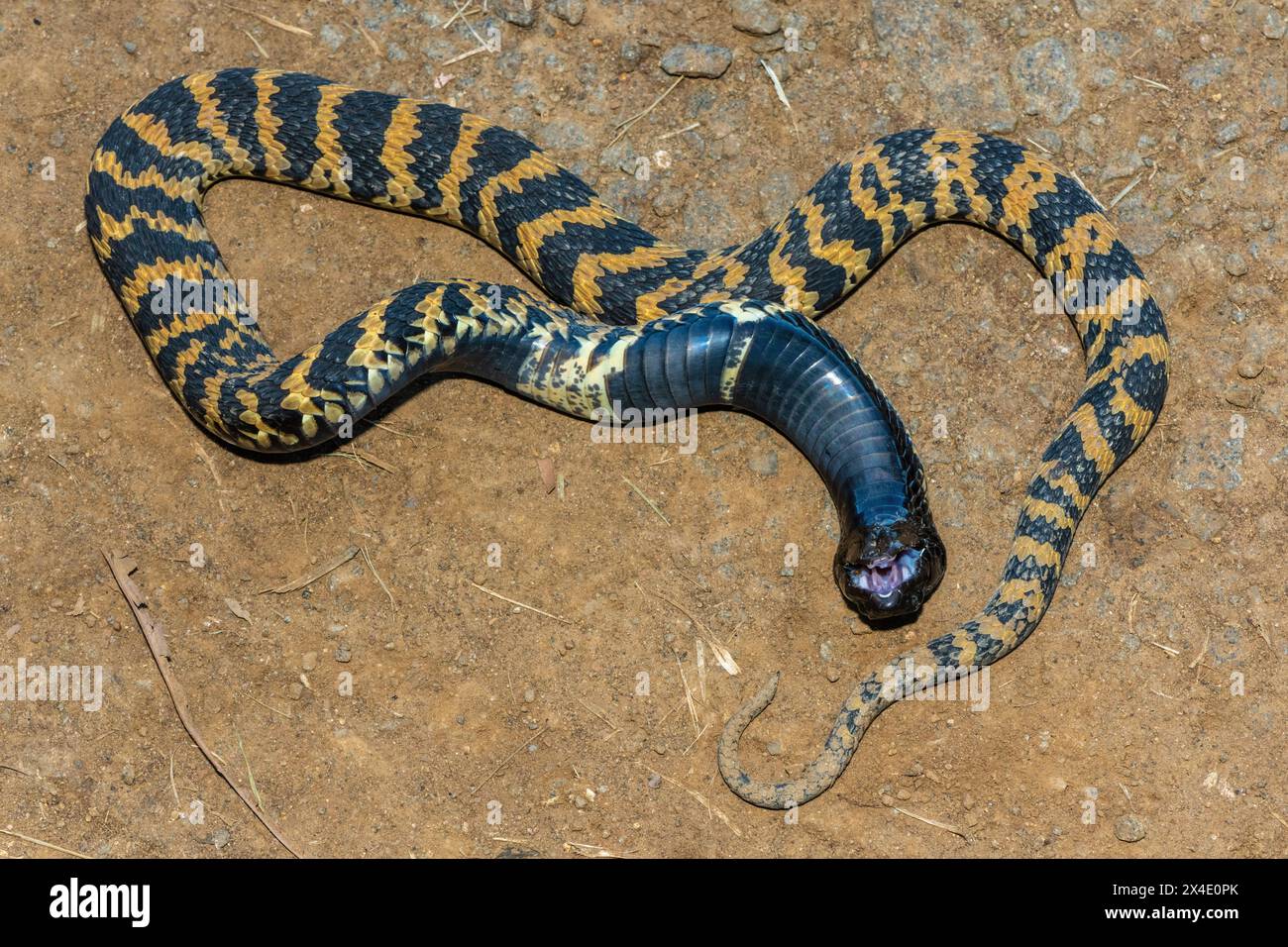 Rinkhals (Hemachatus haemachatus), also known as the ringhals or ring ...