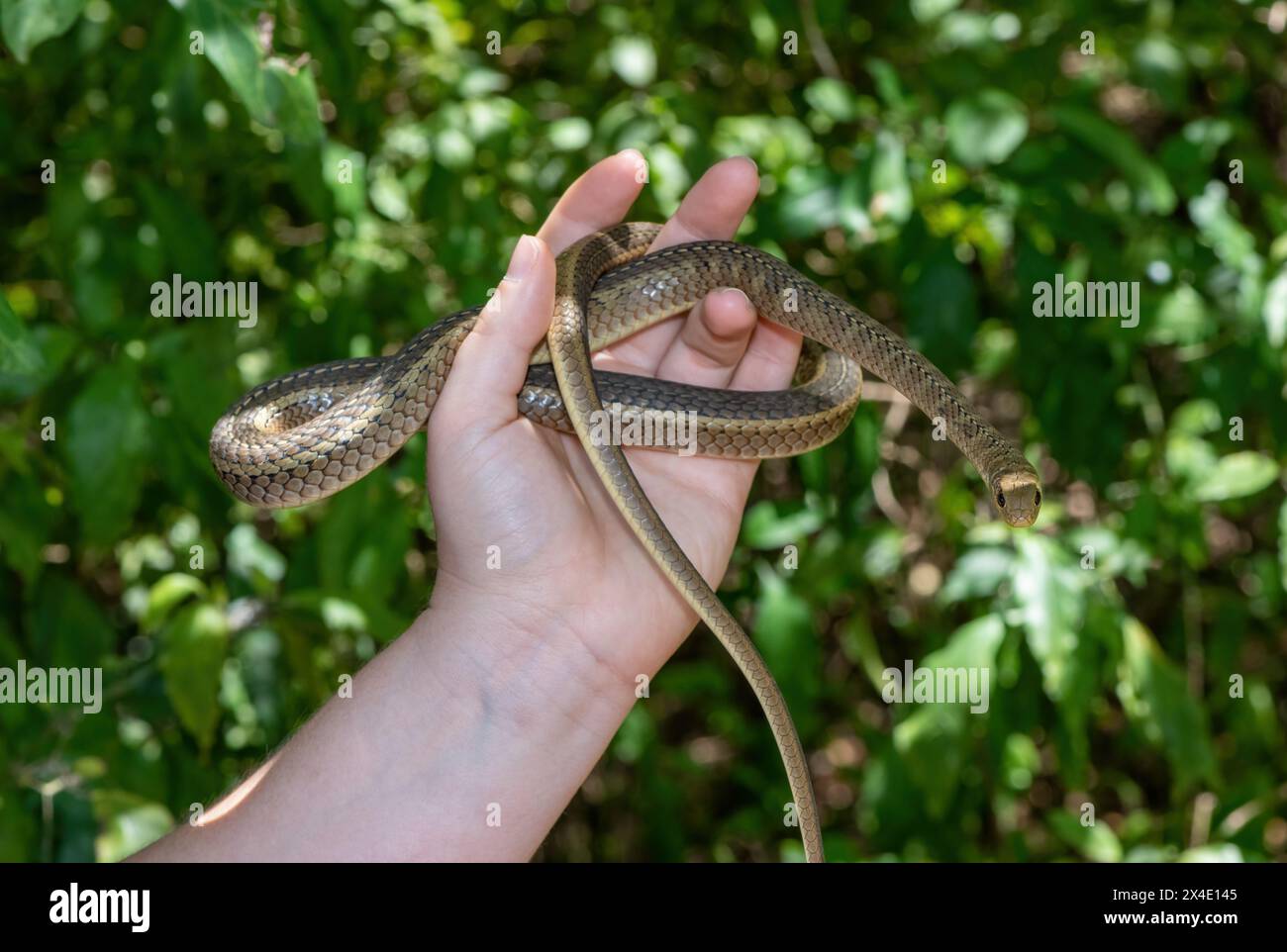 Handling a wild mildly venomous Short-snouted Grass Snake (Psammophis ...