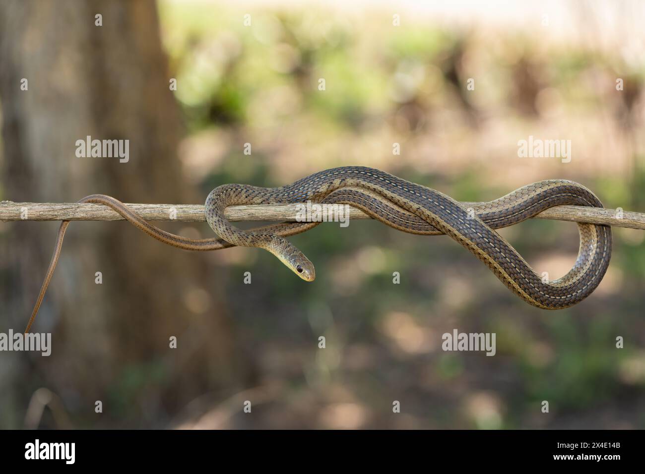 Short-snouted Grass Snake (Psammophis brevirostris) on a tree branch ...