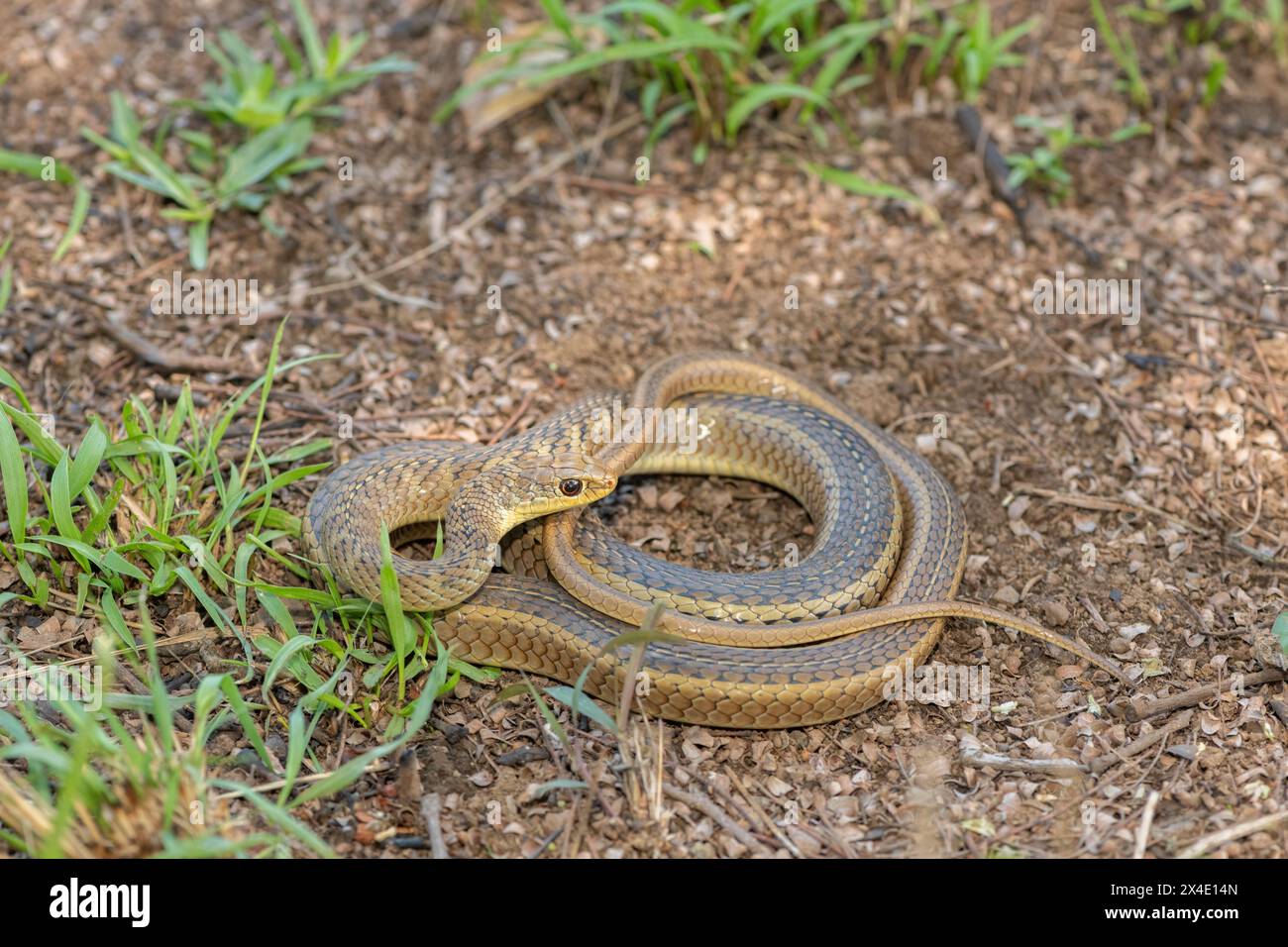 Cute Short-snouted Grass Snake (Psammophis brevirostris) curled up on ...