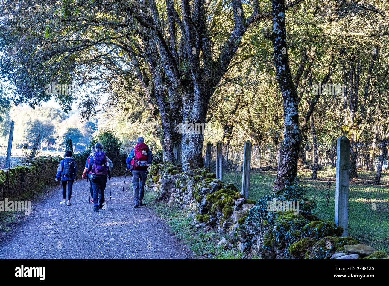 Spain, Galicia. Pilgrims walking the Camino de Santiago between Vilei ...