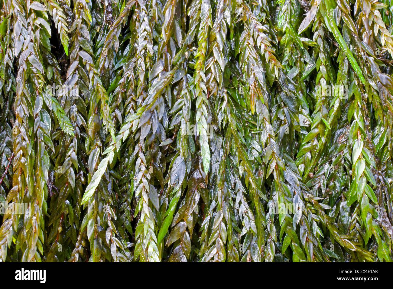 Moss used is aquariums hi-res stock photography and images - Alamy