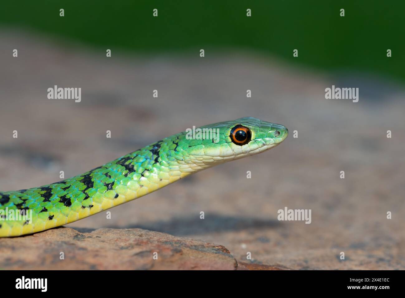 Closeup of a beautiful green spotted bush snake (Philothamnus ...