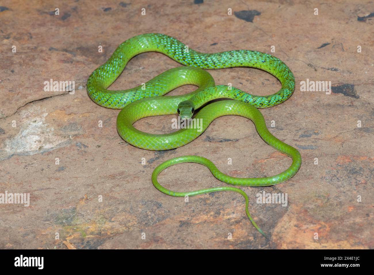 Closeup of a beautiful green spotted bush snake (Philothamnus ...