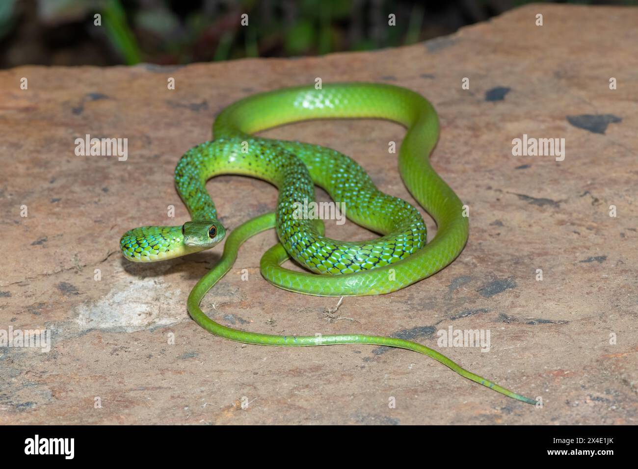 Closeup of a beautiful green spotted bush snake (Philothamnus ...