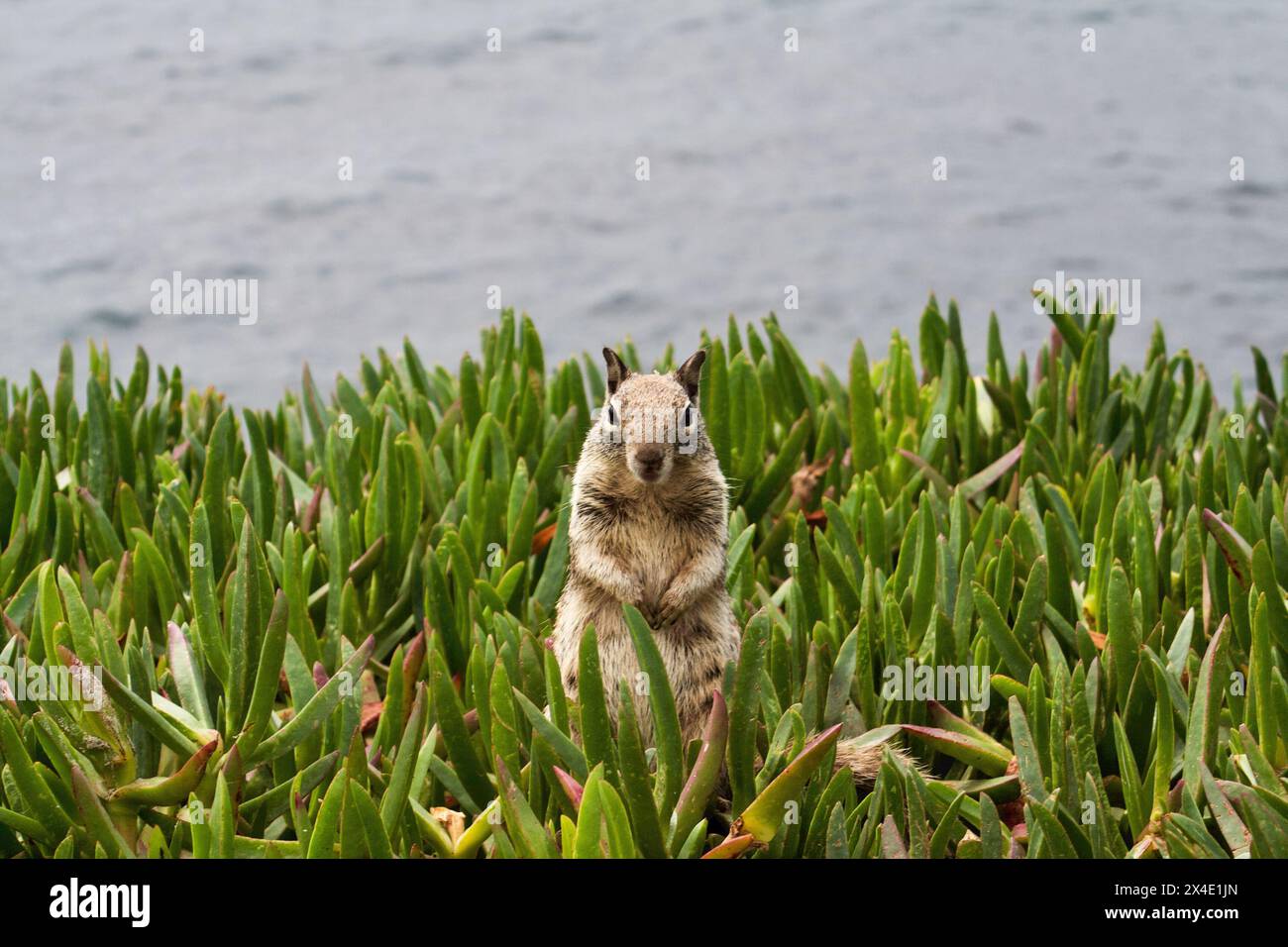 Beach squirrel hi-res stock photography and images - Alamy