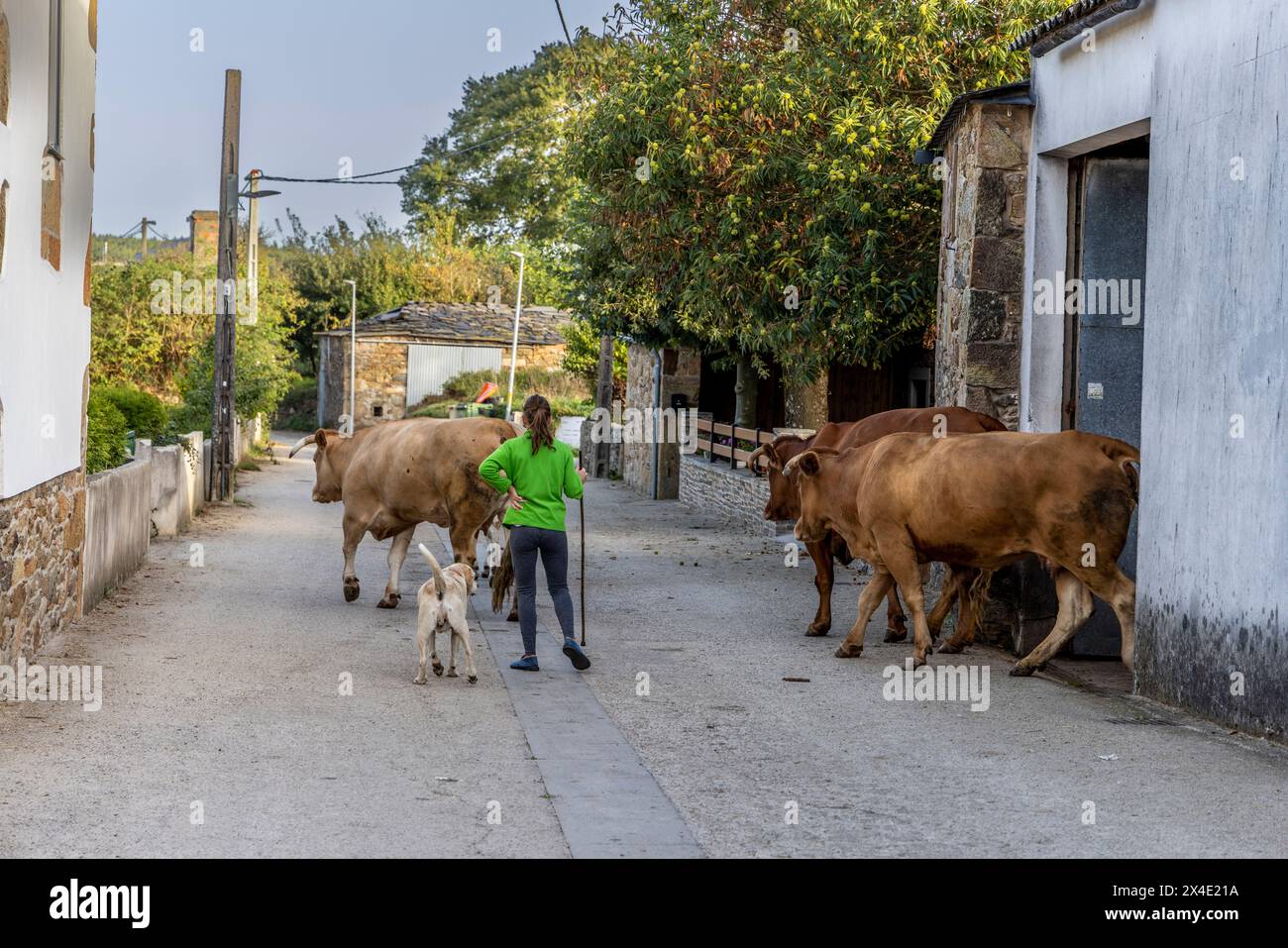 Spain, Galicia. Cows being moved to a pasture in a small village along ...