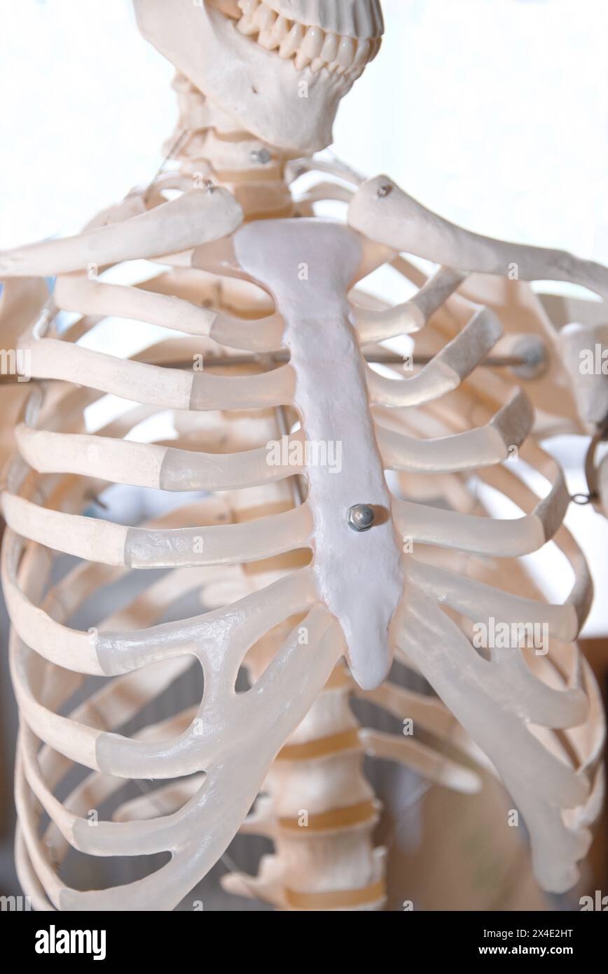 Skeleton With Ribcage, Ribs, Spine, Sternum And Head - Detail Stock ...