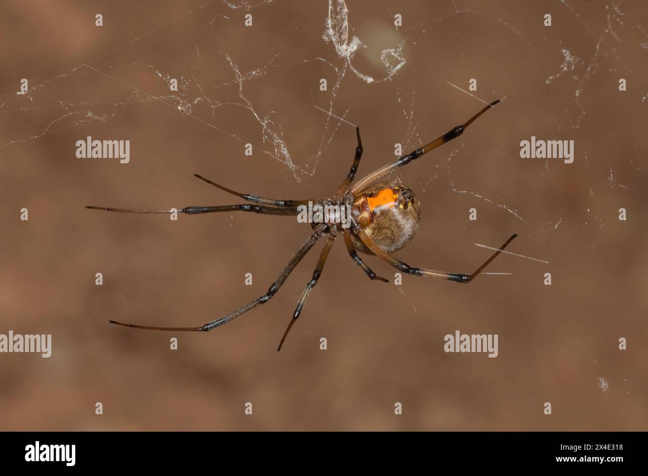A venomous Brown Button spider (Latrodectus geometricus) on its web in ...