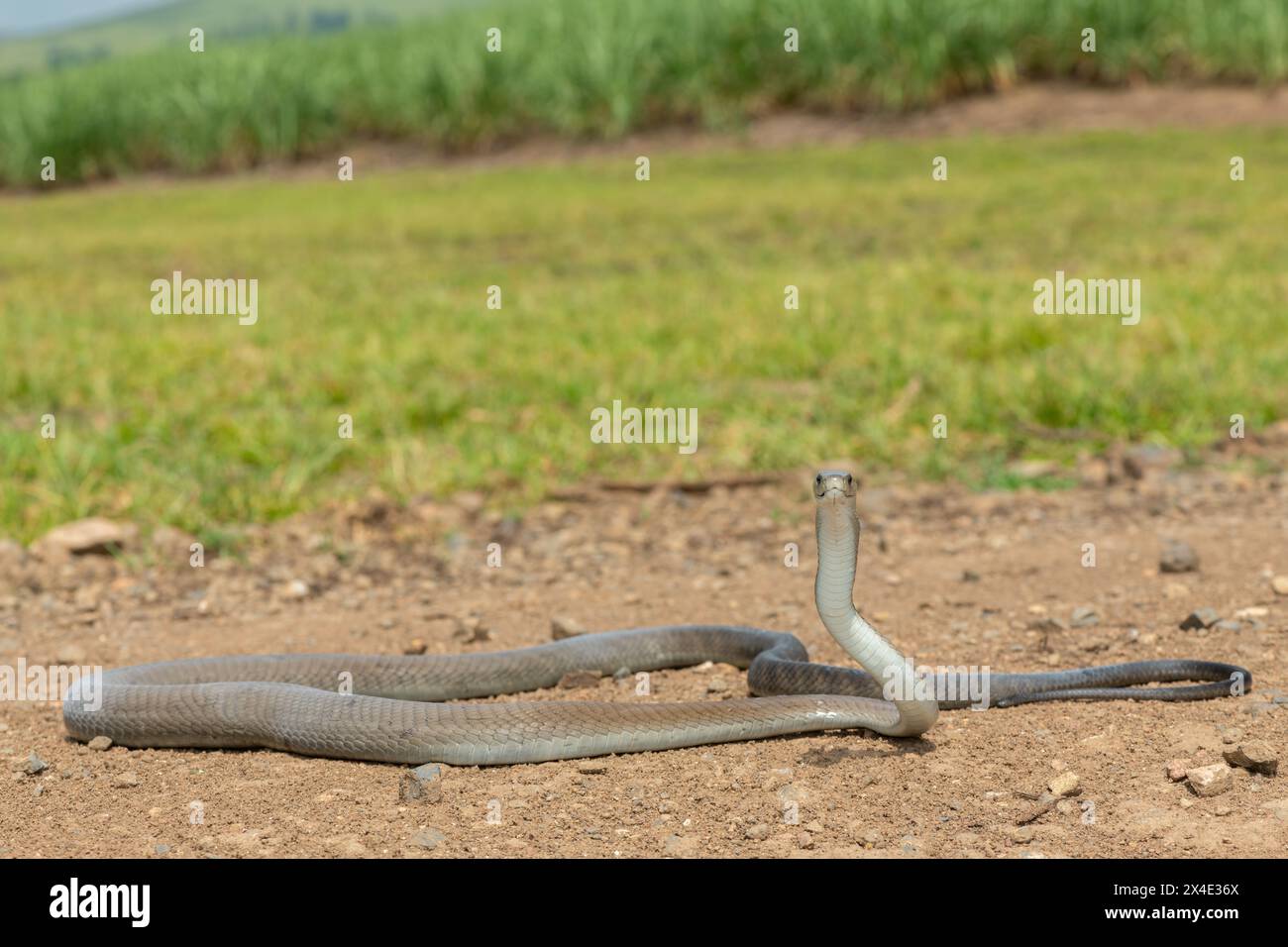 A deadly adult black mamba (Dendroaspis polylepis) in the wild Stock ...