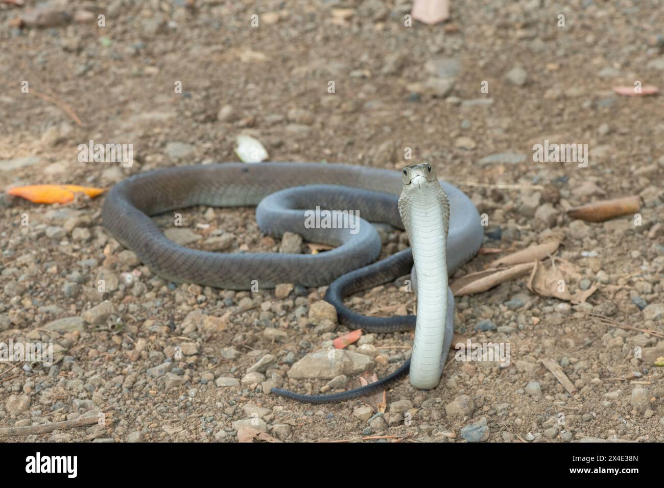 A deadly adult black mamba (Dendroaspis polylepis) in the wild Stock ...