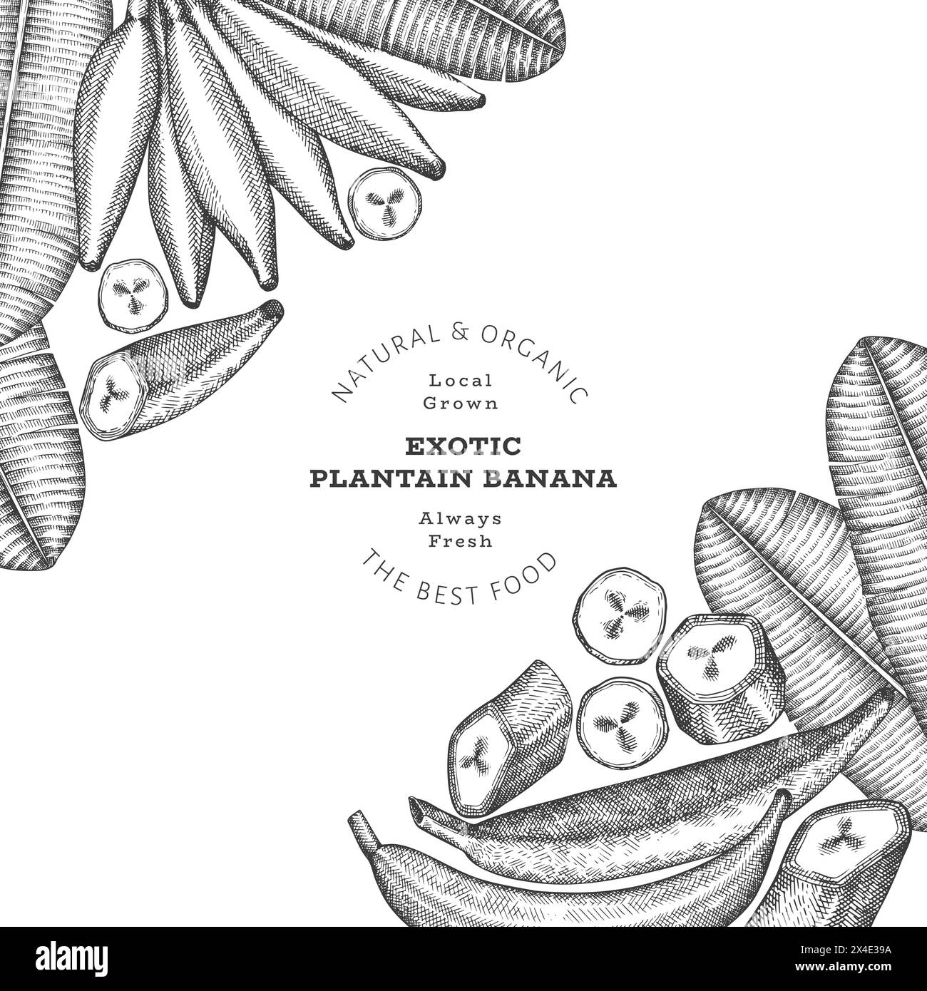 Hand drawn sketch style plantain banner. Organic fresh fruit vector ...