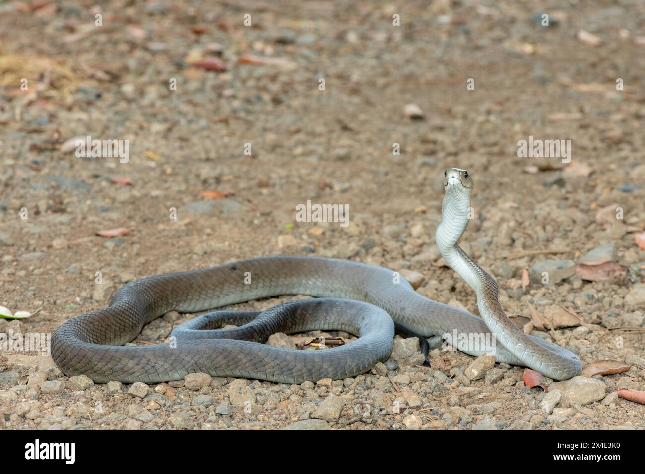 A deadly adult black mamba (Dendroaspis polylepis) in the wild Stock ...