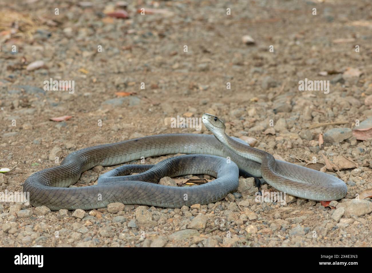 A deadly adult black mamba (Dendroaspis polylepis) in the wild Stock ...