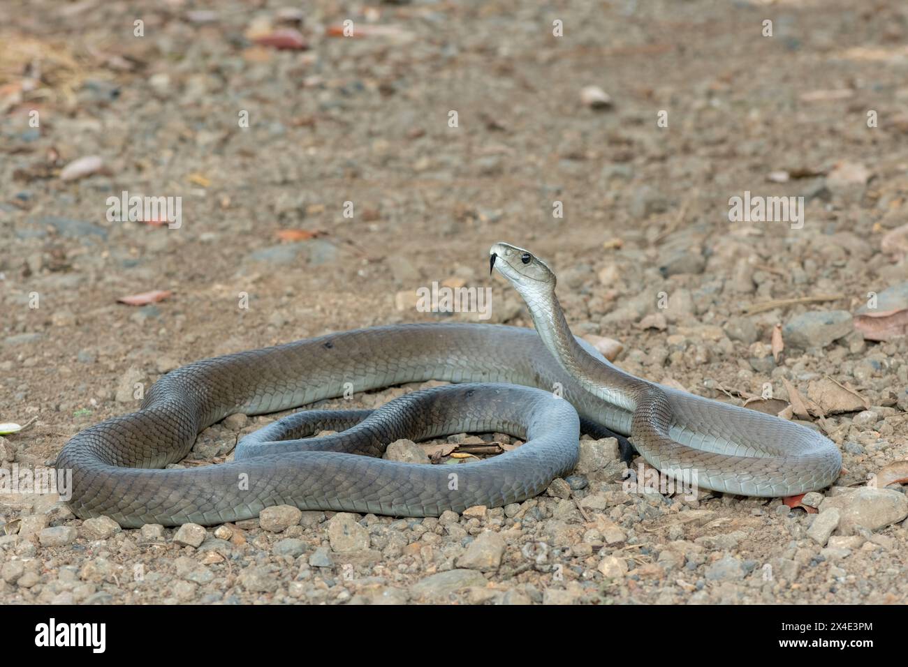 A deadly adult black mamba (Dendroaspis polylepis) in the wild Stock ...