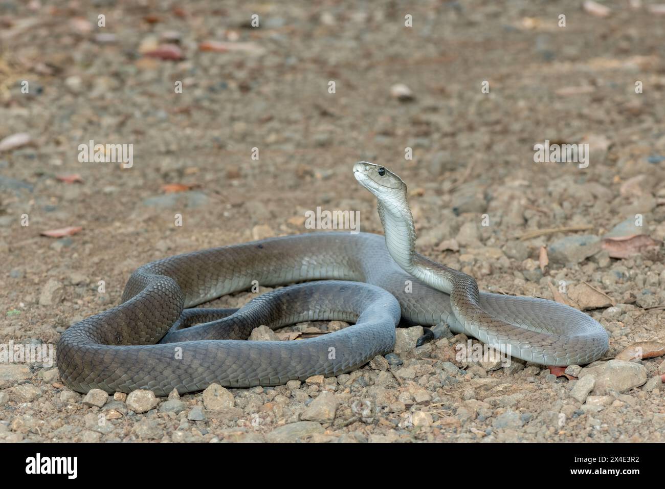 A deadly adult black mamba (Dendroaspis polylepis) in the wild Stock ...