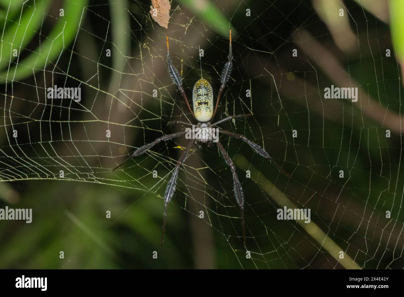 Hairy Golden Orb-weaver (Trichonephila fenestrate), also called a black ...