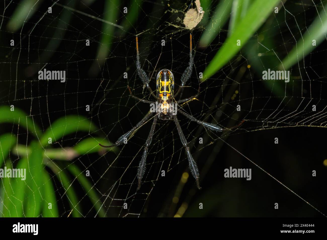 Hairy Golden Orb-weaver (Trichonephila fenestrate), also called a black ...