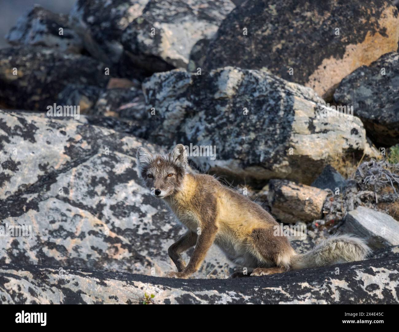 Arctic Fox, during summer at the coastline of the Drygalski Peninsula ...