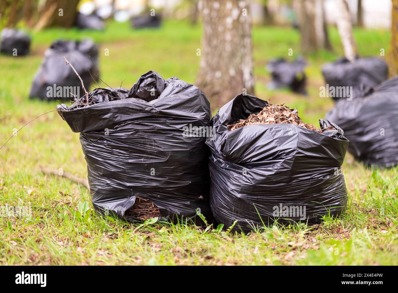 Black plastic bags with tree leaves. There are large black plastic ...