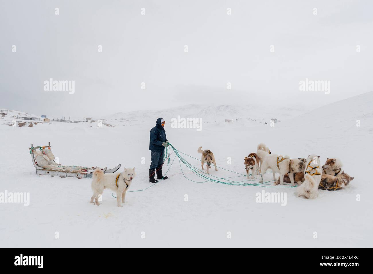 A man preparing a dog sled during a snow storm. Ilulissat, Greenland ...