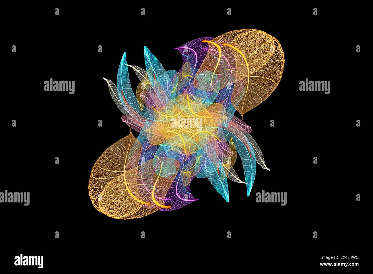 Multi-colored skeleton leaves arranged on black background Stock Photo ...