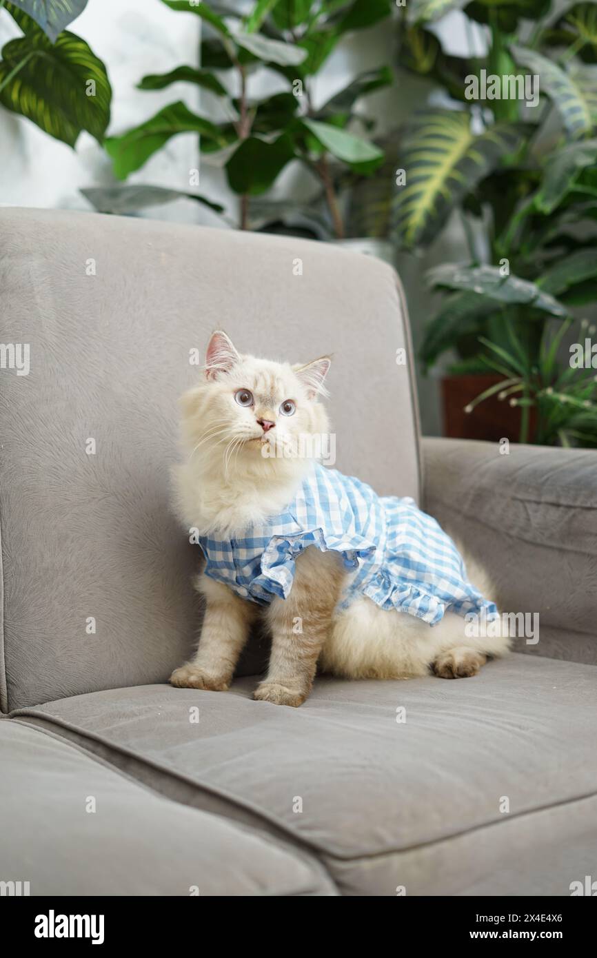 Portrait of white fur ragdoll cat in blue checkered shirt sitting on ...