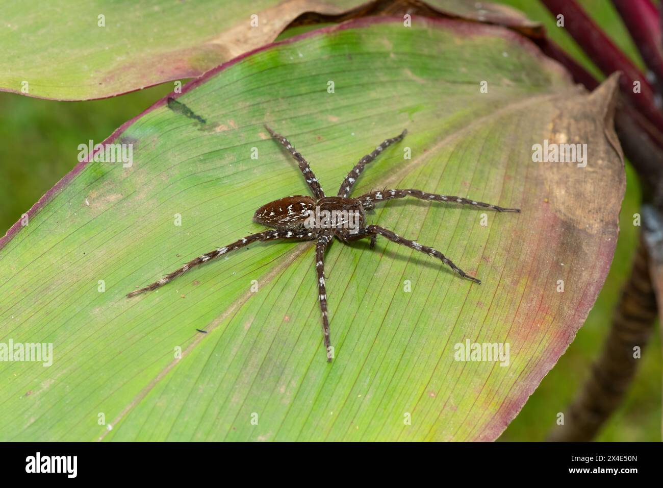 Fisheatingspider hi-res stock photography and images - Alamy