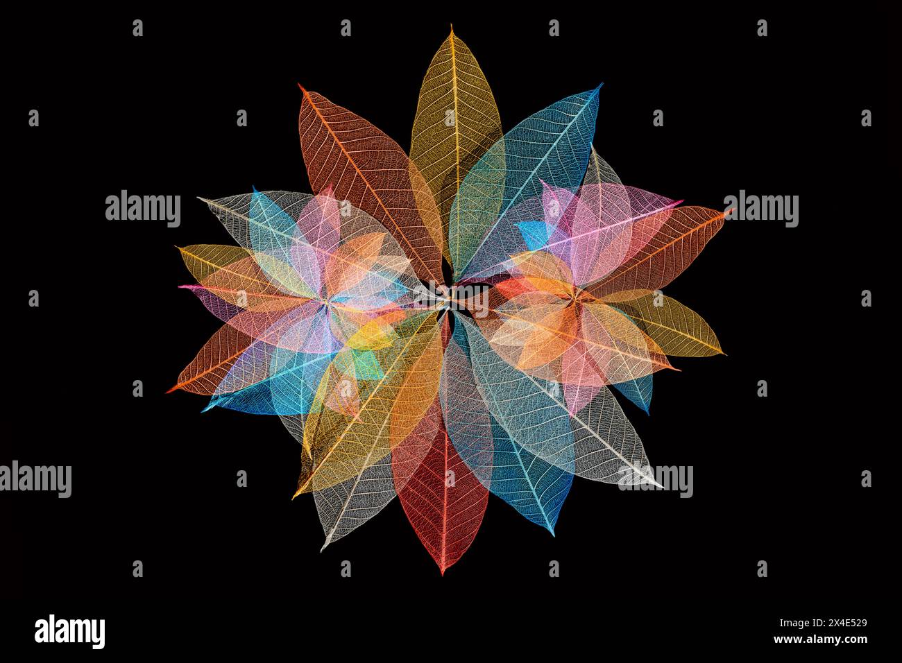 Skeleton leaf pattern hi-res stock photography and images - Alamy