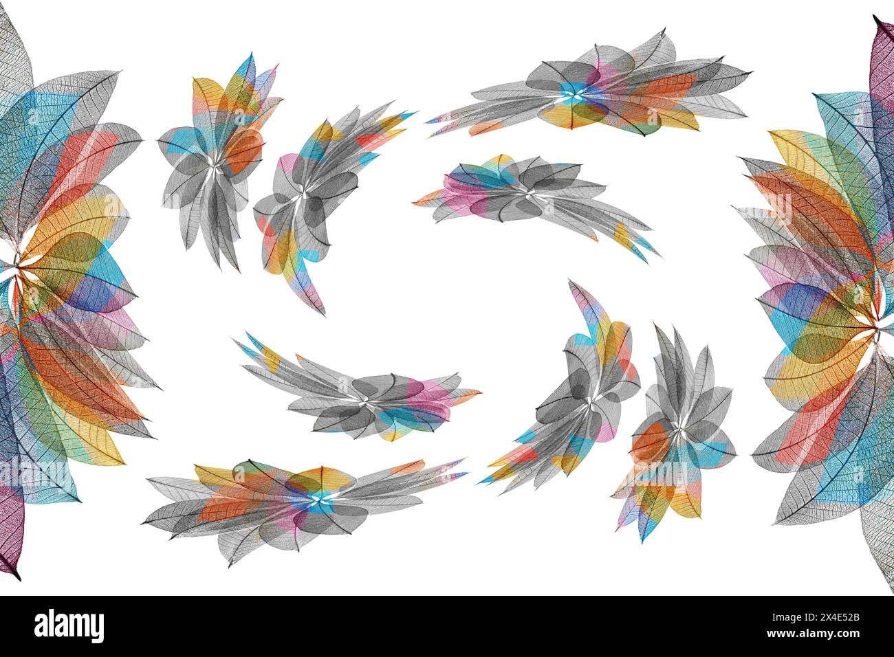 Multi-colored skeleton leaves arranged on white background Stock Photo ...