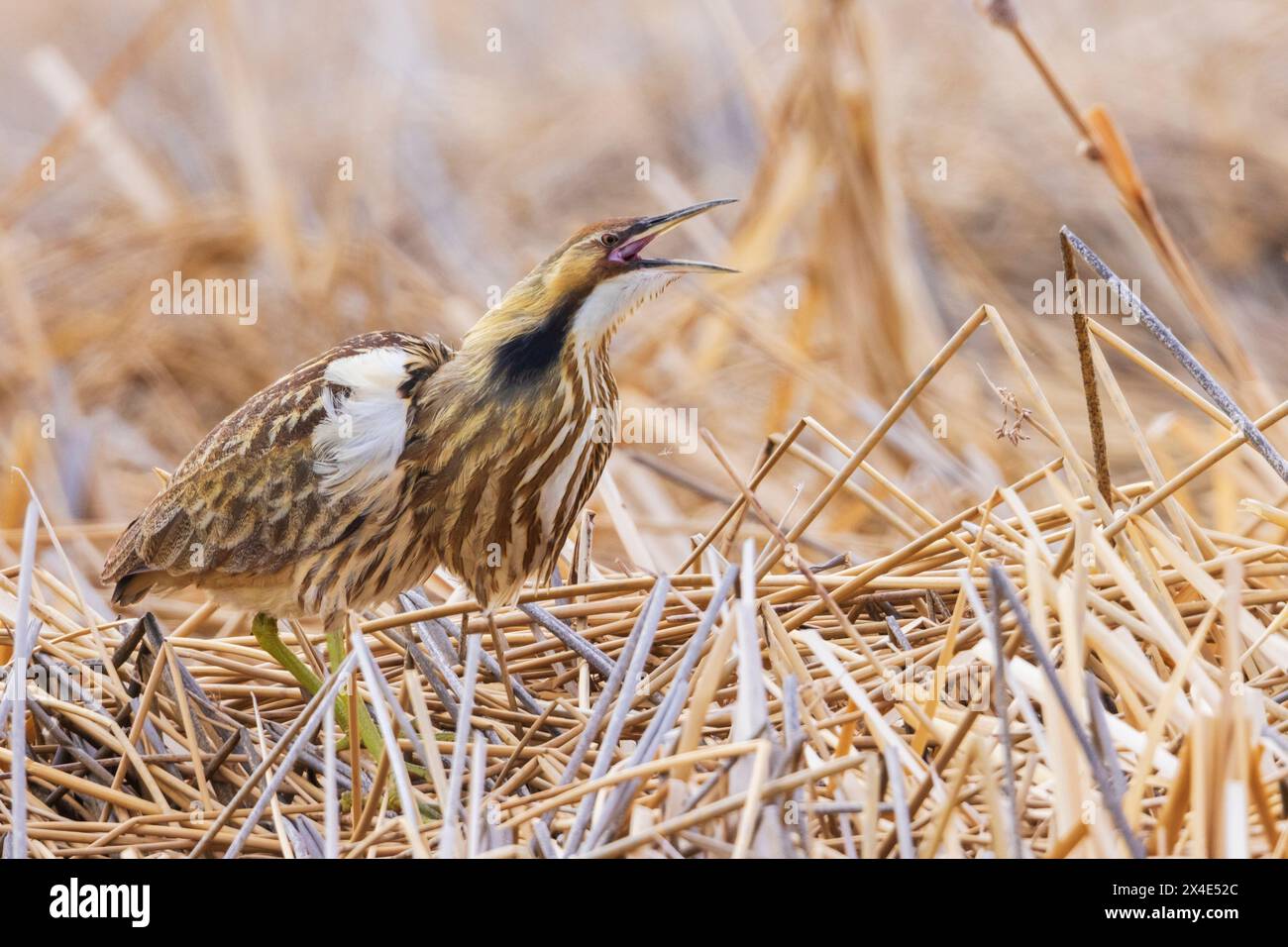 American bittern display hi-res stock photography and images - Alamy
