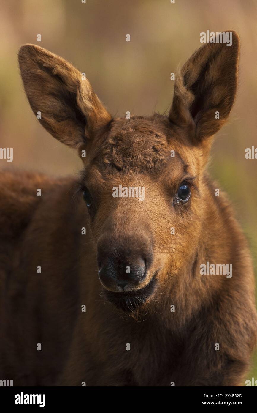 Alaskan moose calf Stock Photo - Alamy