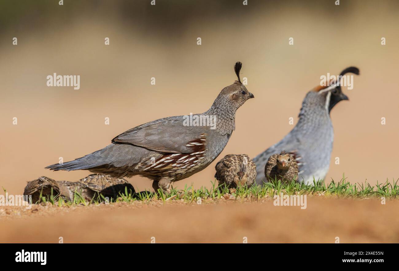 Gambel's quail pair with chicks USA, Arizona Stock Photo - Alamy
