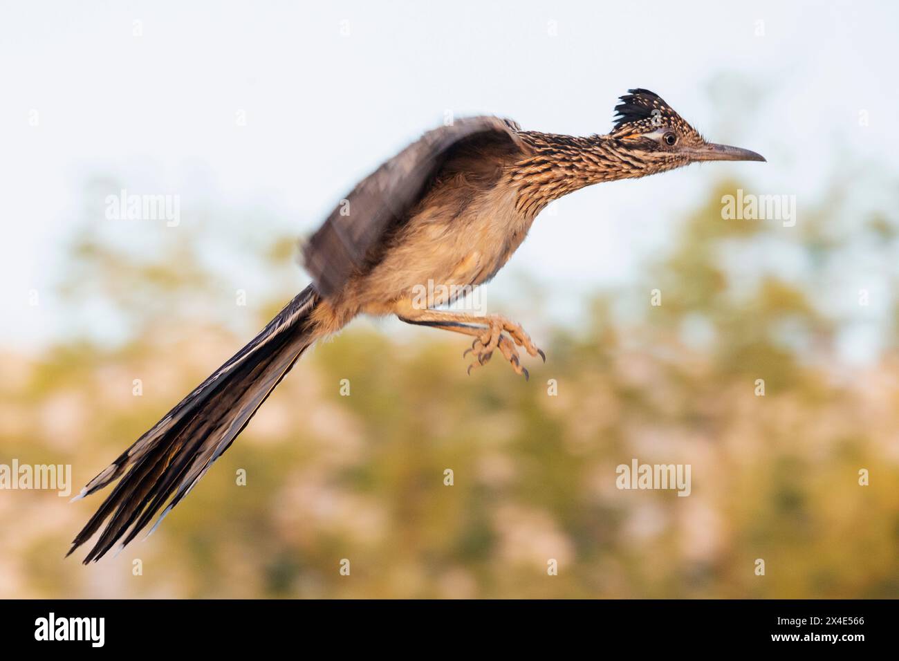 Roadrunner flying hi-res stock photography and images - Alamy