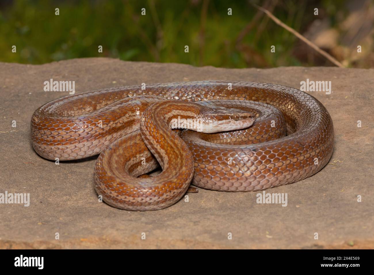 Beautiful adult brown house snake (Boaedon capensis Stock Photo - Alamy