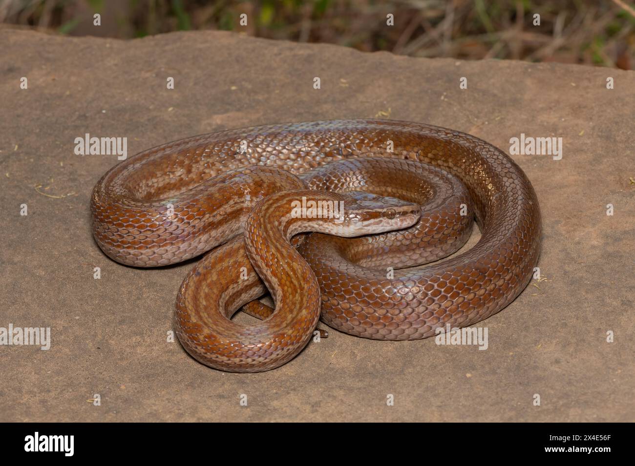 Beautiful adult brown house snake (Boaedon capensis Stock Photo - Alamy