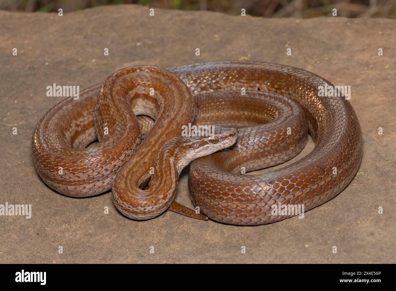 Beautiful adult brown house snake (Boaedon capensis Stock Photo - Alamy