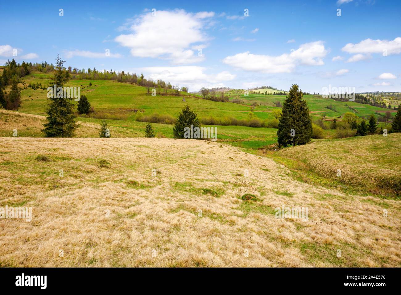 rolling landscape of carpathian countryside in spring. trees and rural ...