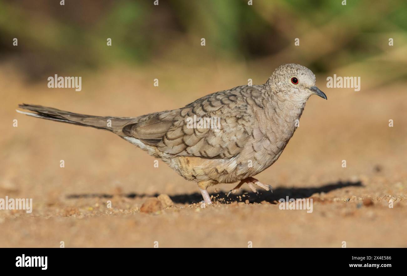 Foraging for desert hi-res stock photography and images - Alamy