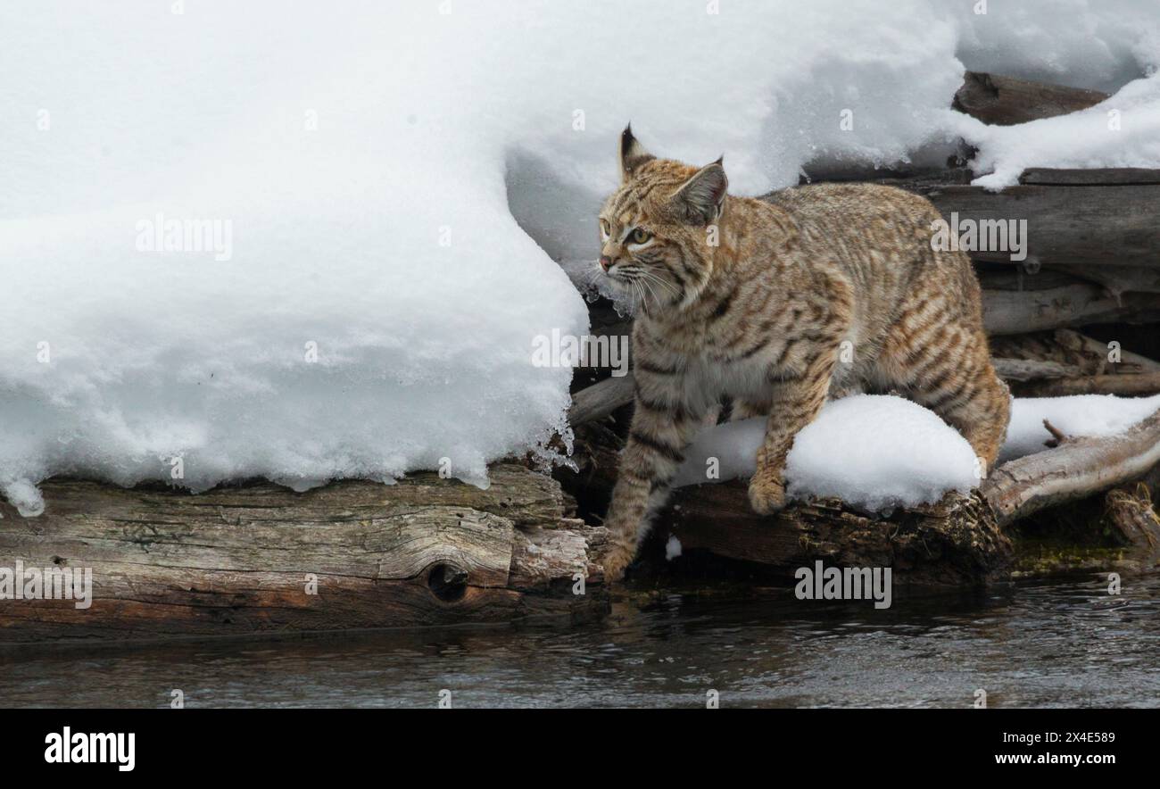 Bobcat stalking hi-res stock photography and images - Alamy