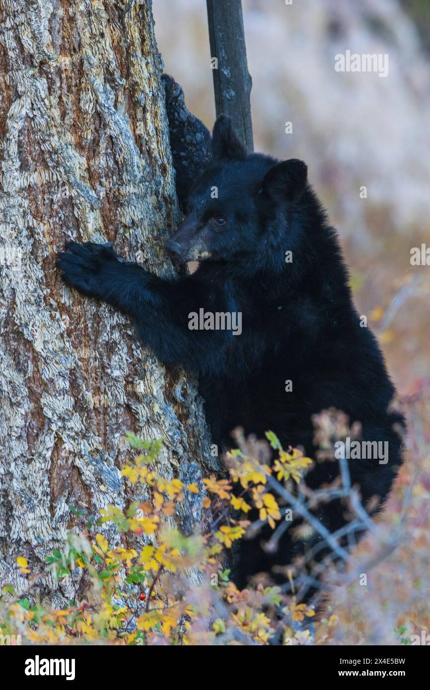 Young black bear descending, USA, Wyoming Stock Photo - Alamy