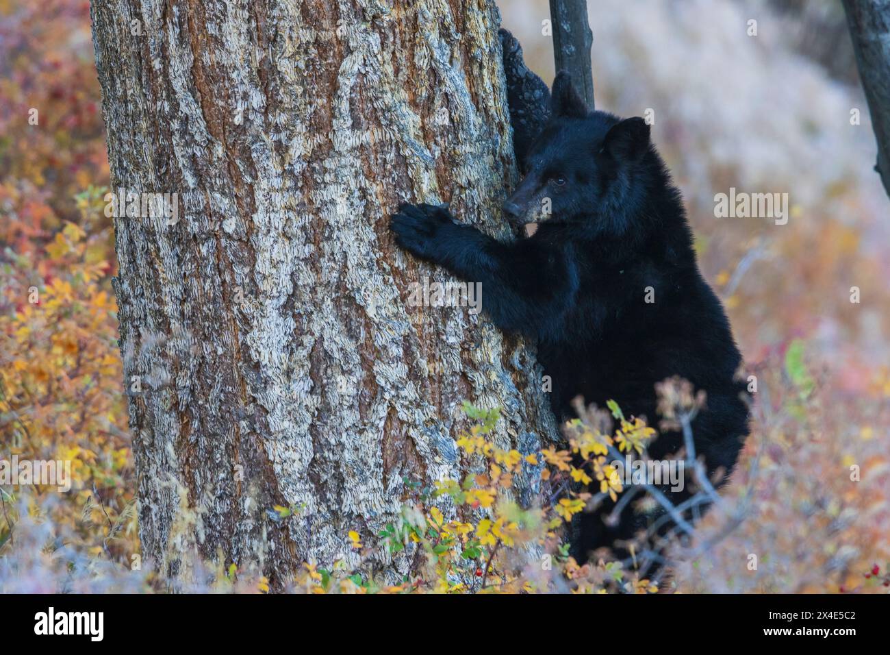 Young black bear hi-res stock photography and images - Alamy