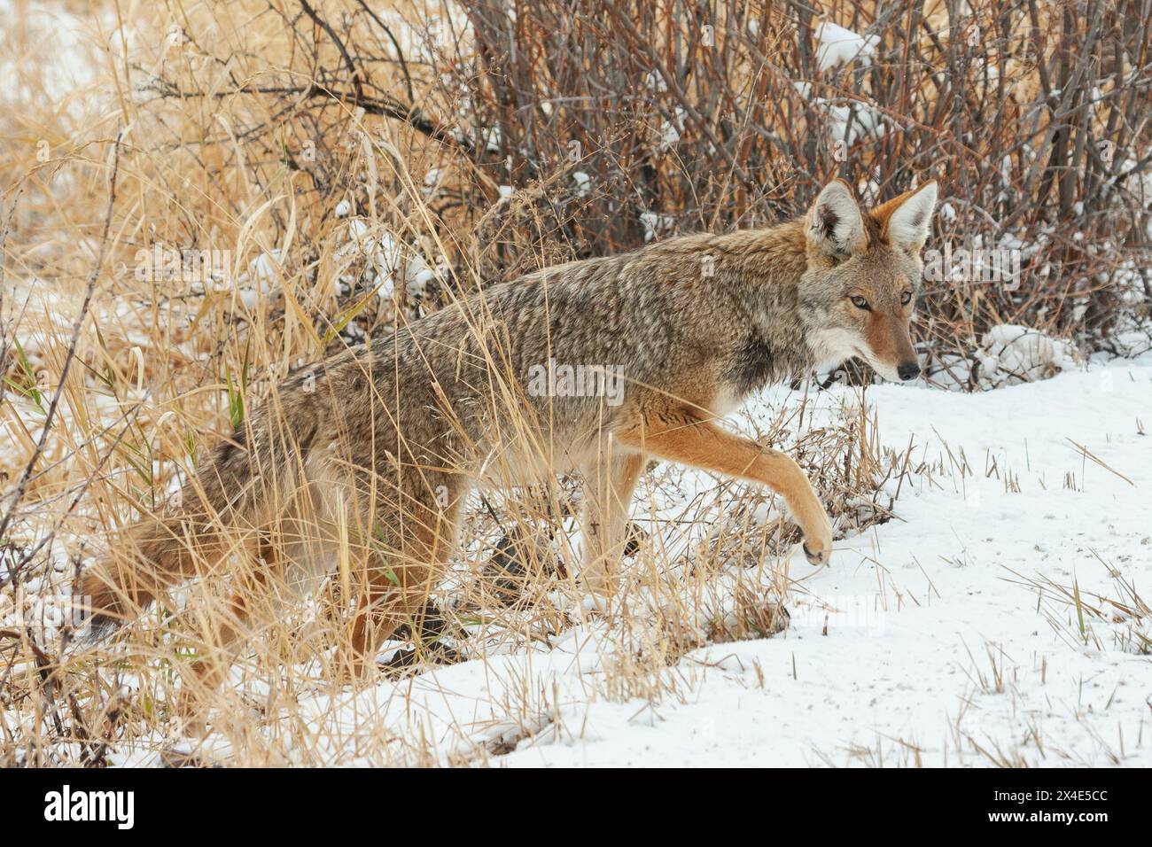 Coyote camouflage hi-res stock photography and images - Alamy