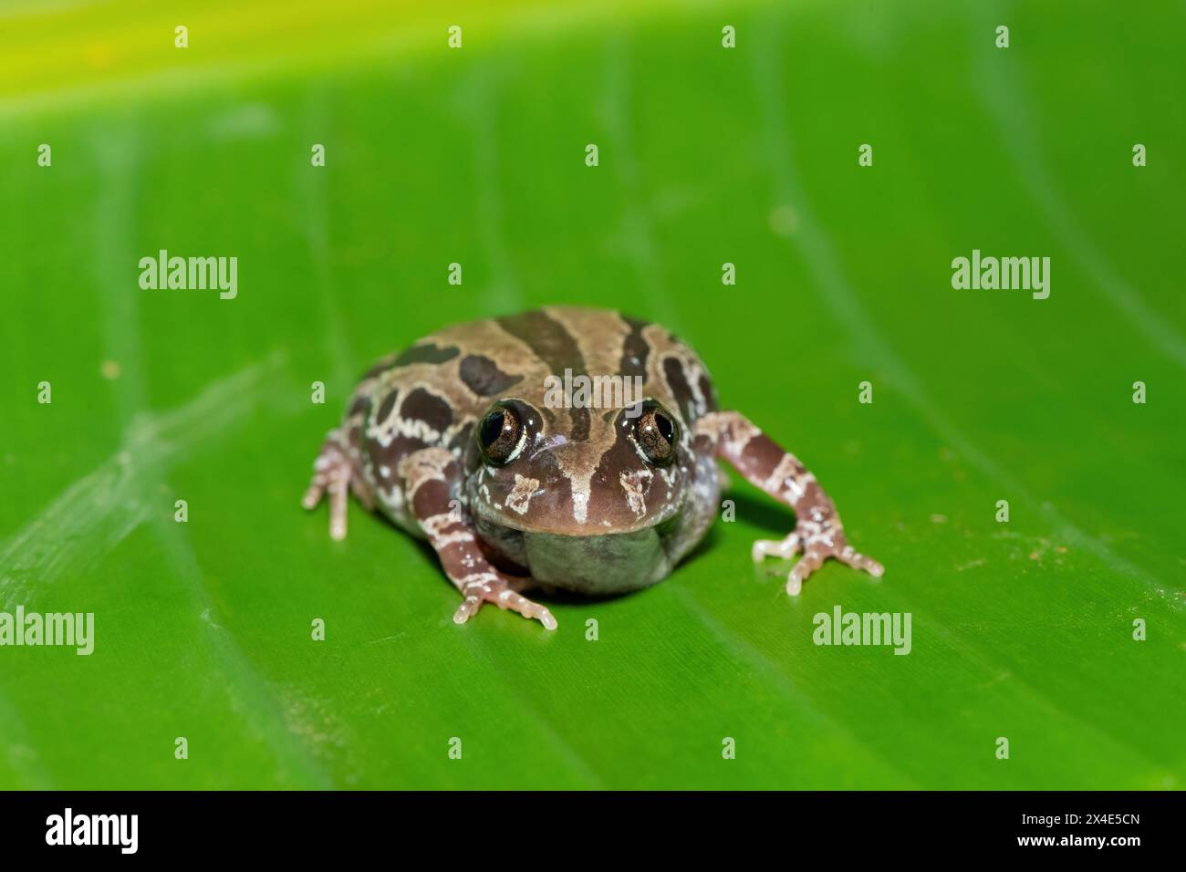 Bubbling kassina kassina senegalensis hi-res stock photography and ...