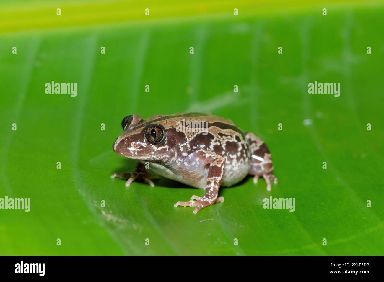 Bubbling kassina kassina senegalensis hi-res stock photography and ...