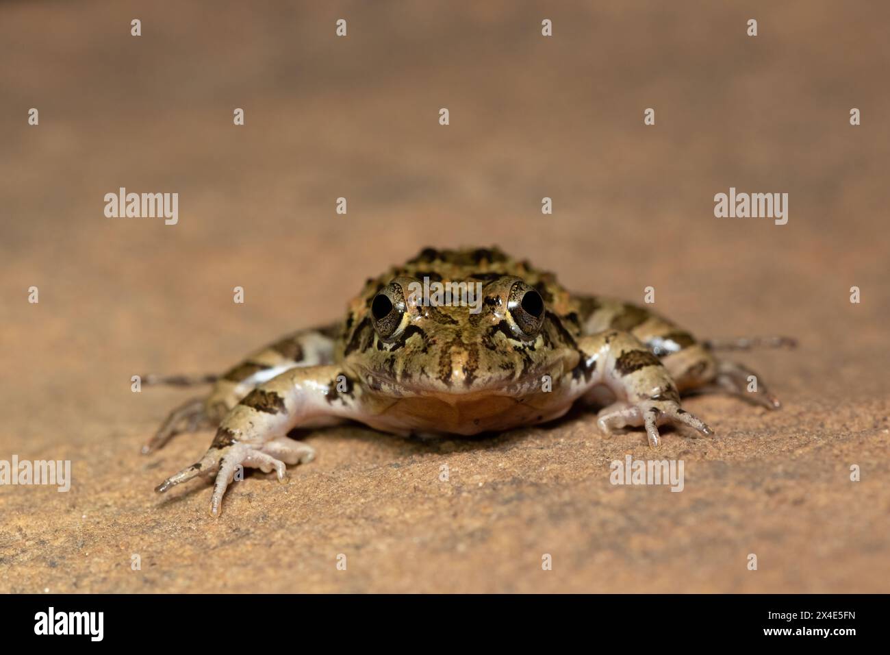 Clicking Stream Frog, Grays Stream Frog, Spotted Stream Frog ...