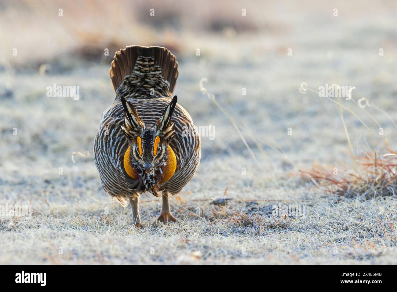 USA, Colorado, greater prairie chicken, dancing on the lek Stock Photo ...