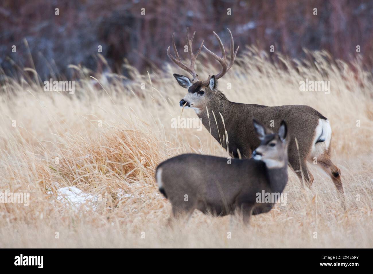 Alert mule deer buck and doe, Montana, USA Stock Photo - Alamy