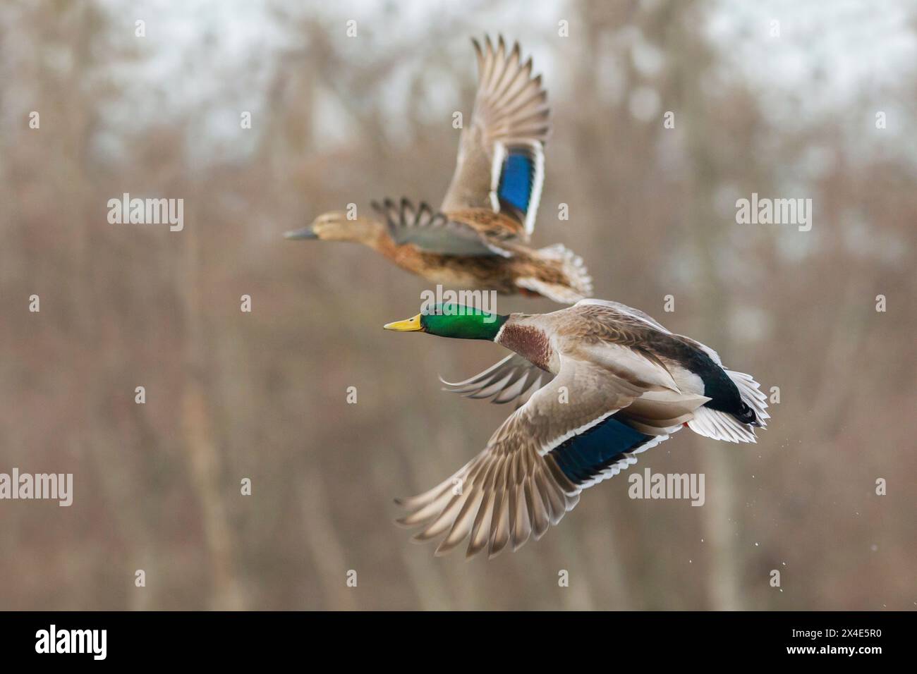 USA, Washington State. Nisqually National wildlife Refuge, mallard duck ...