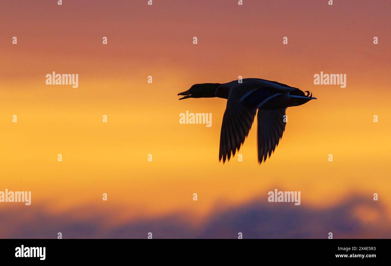 USA, Washington State. Nisqually National Wildlife Refuge, mallard ...